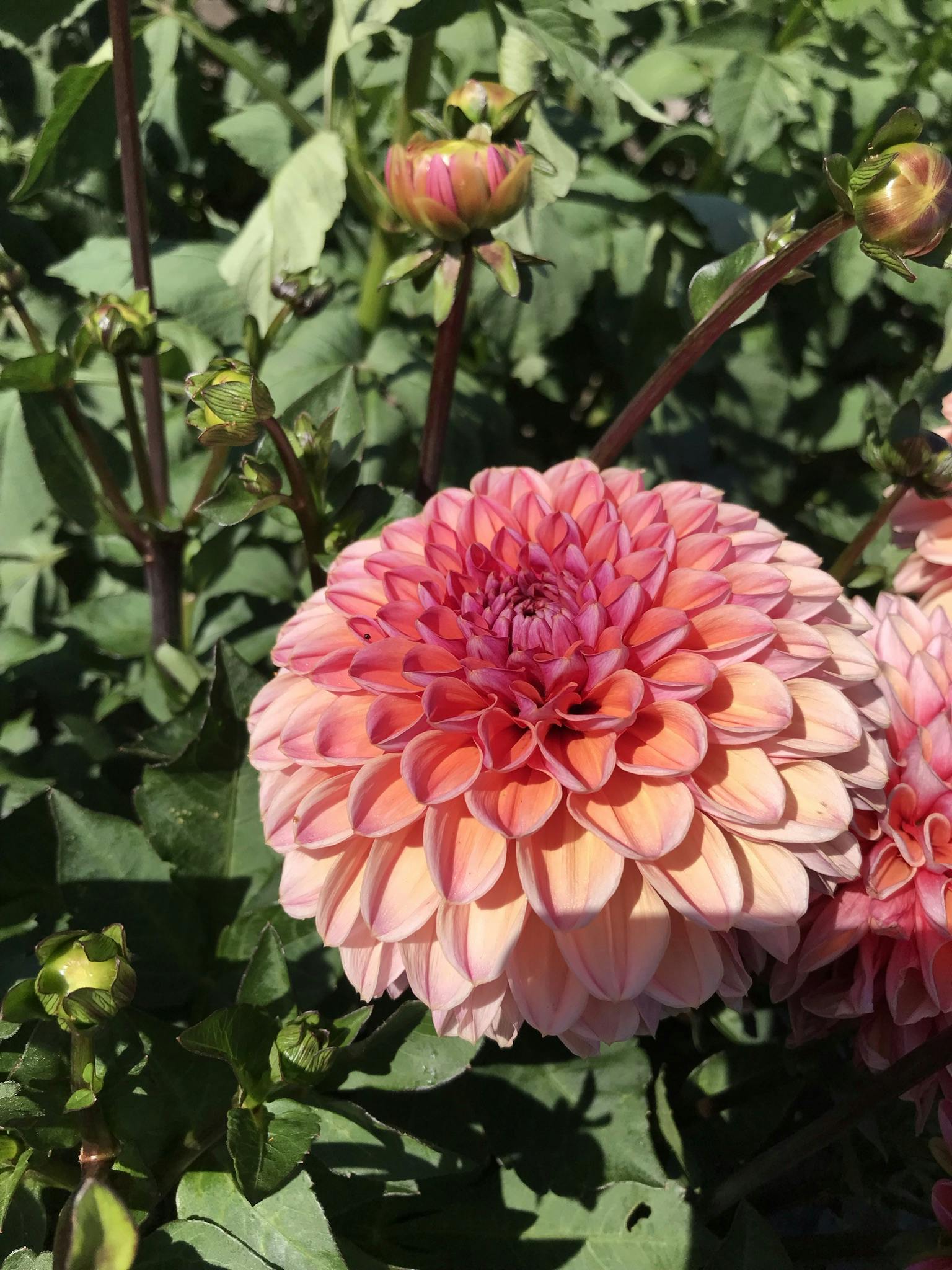 Dahlia Daisy Duke Sinnlig Trädgård