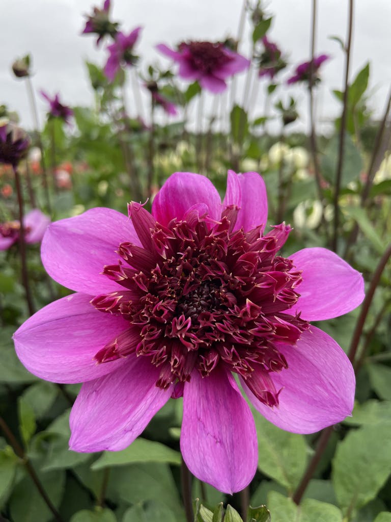 Dahlia Blue Bayou Humlets Trädgård And Design